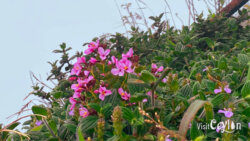 Sri Pada (Adam’s Peak): Complete Pilgrim’s Guide - Visit Ceylon